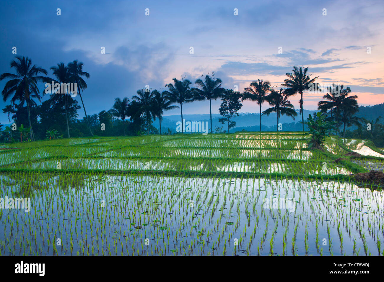 Licin, Indonesia, Asia, Java, fields, rice fields, rice, cultivation ...