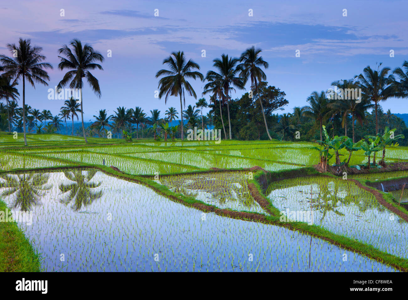 Licin, Indonesia, Asia, Java, fields, rice fields, rice, cultivation ...