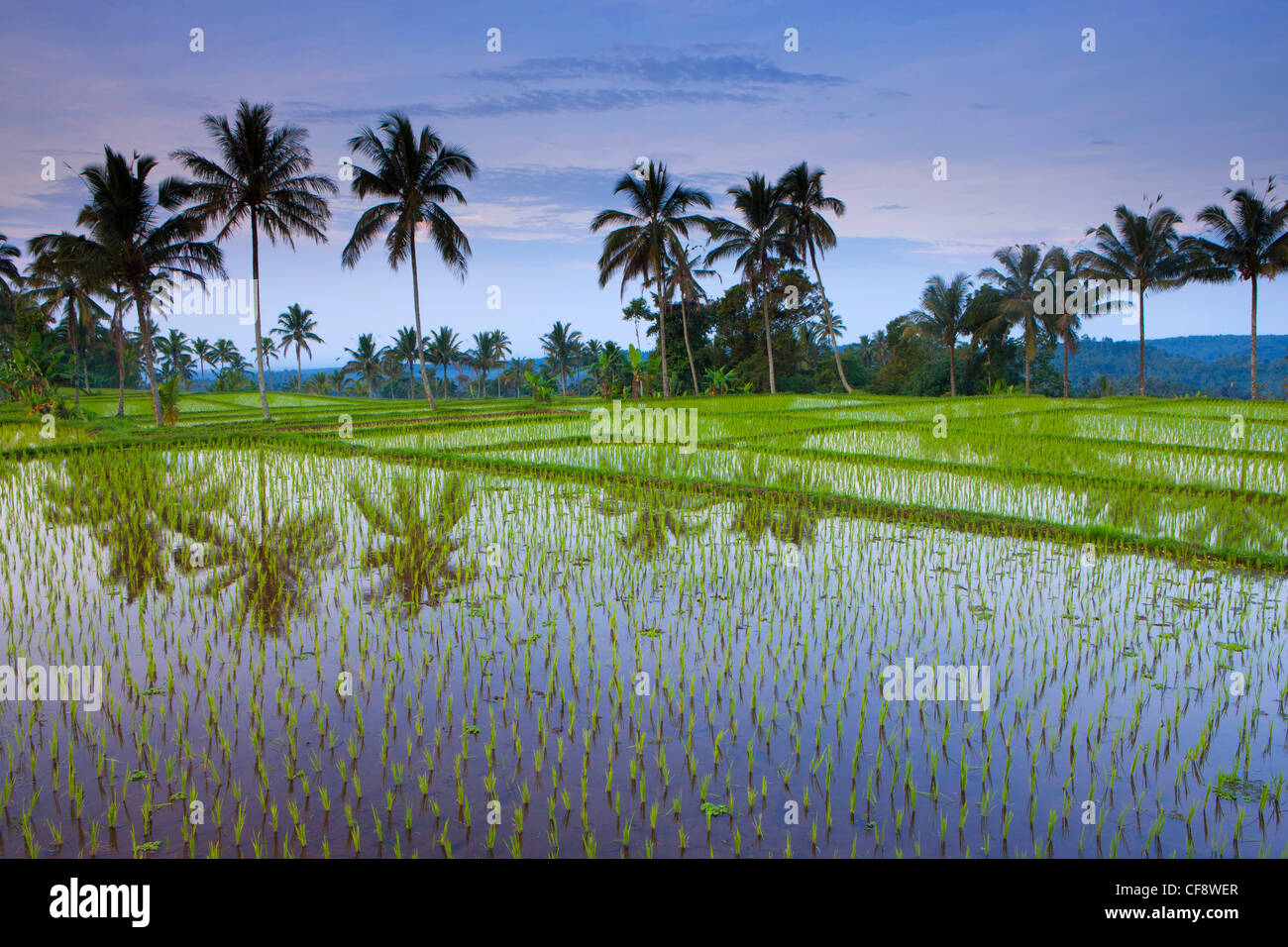 Licin, Indonesia, Asia, Java, fields, rice fields, rice, cultivation ...