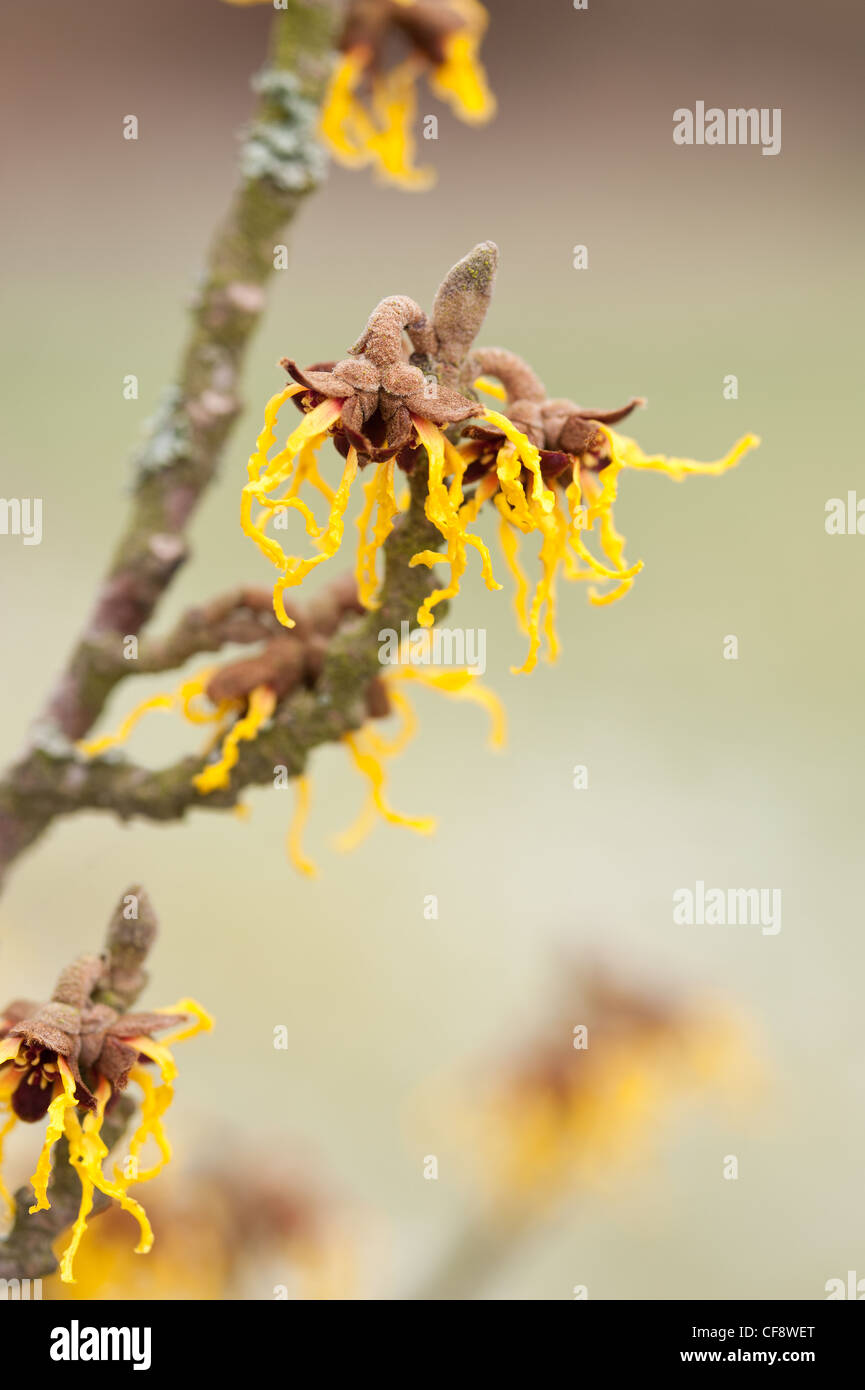 Blooming Witch Hazel Hamamelis mollis , a deciduous winter flowering ...