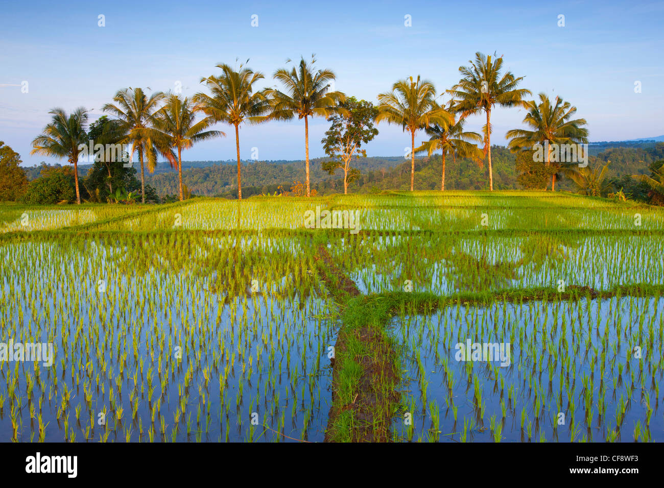 Licin, Indonesia, Asia, Java, fields, rice fields, rice, cultivation ...