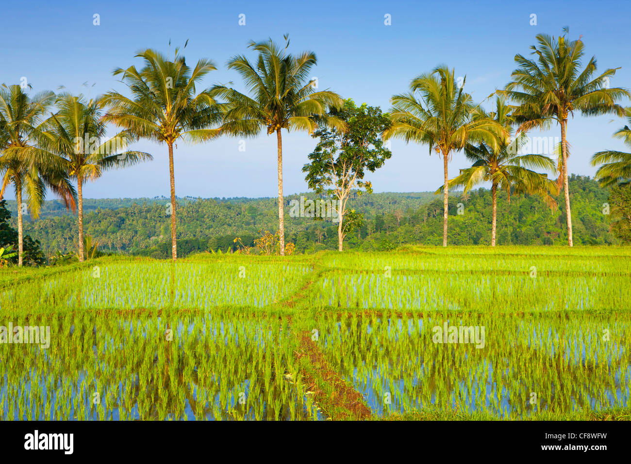 Licin, Indonesia, Asia, Java, fields, rice fields, rice, cultivation ...