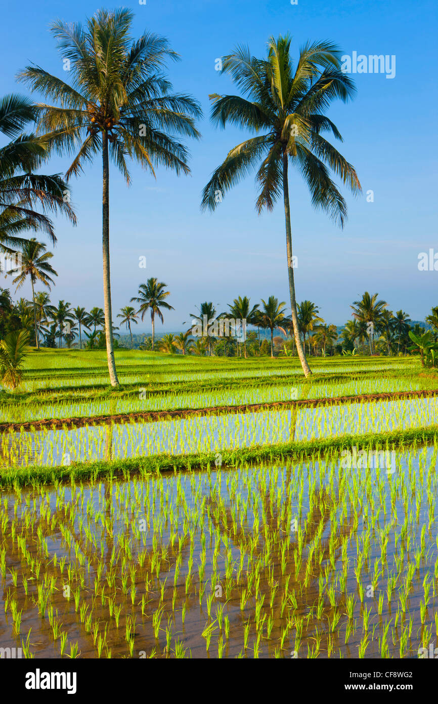 Licin, Indonesia, Asia, Java, fields, rice fields, rice, cultivation ...