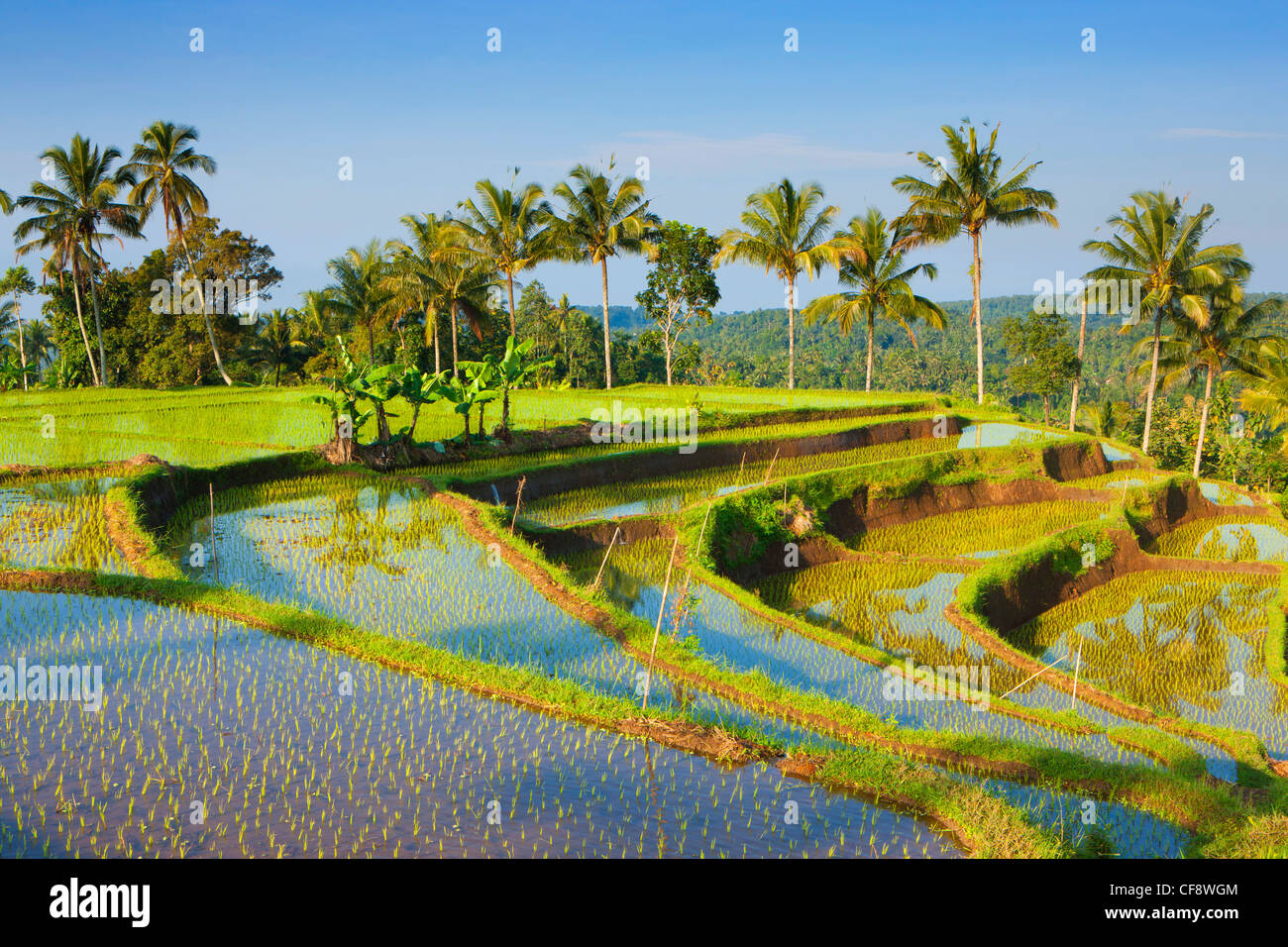 Licin, Indonesia, Asia, Java, fields, rice fields, rice, cultivation ...