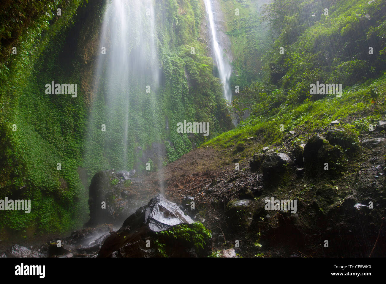 Madakaripura, Indonesia, Asia, Java, primeval forest, jungle, rain ...