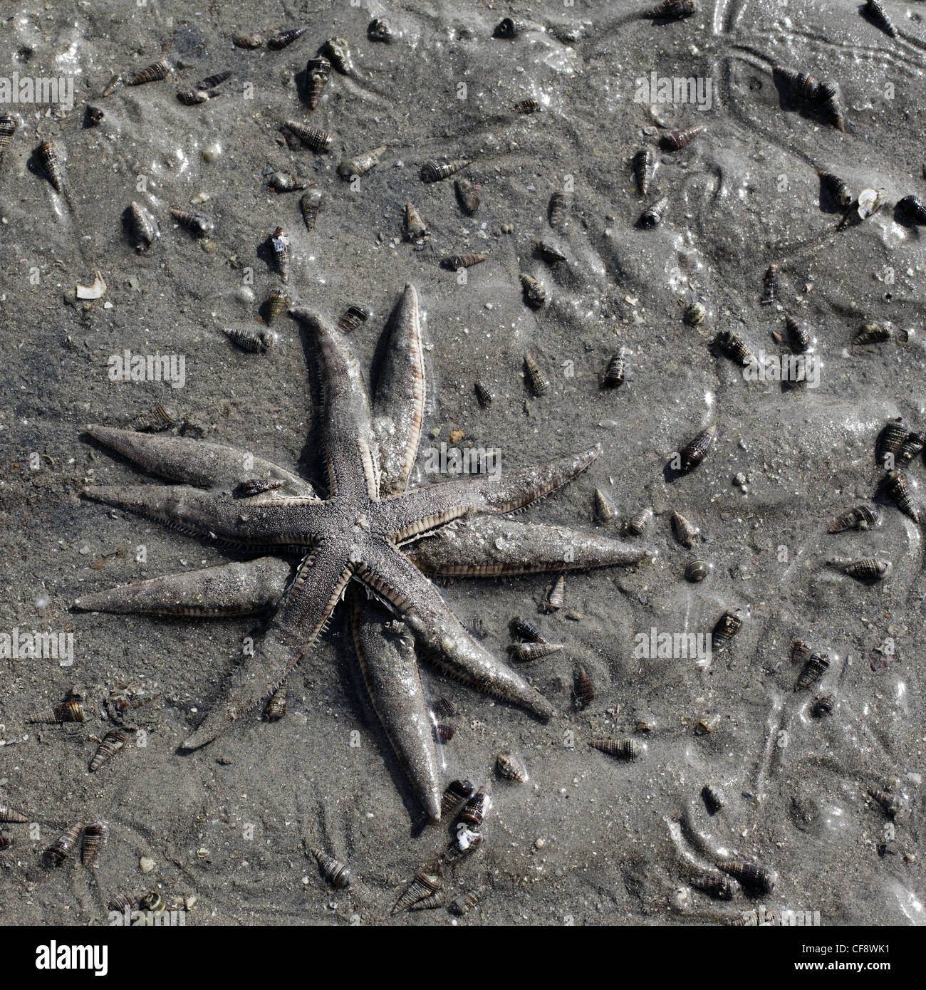 Starfish In Shallow Water High Resolution Stock Photography and Images ...