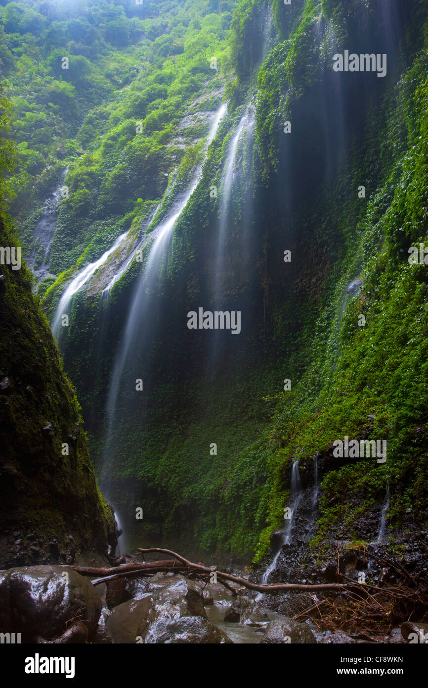 Madakaripura, Indonesia, Asia, Java, primeval forest, jungle, rain ...