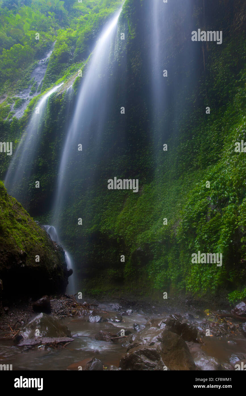 Madakaripura, Indonesia, Asia, Java, primeval forest, jungle, rain ...