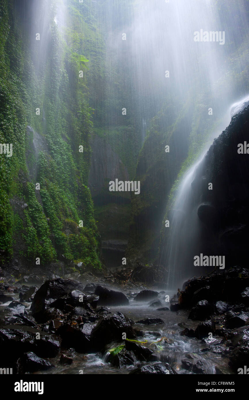 Madakaripura, Indonesia, Asia, Java, primeval forest, jungle, rain ...