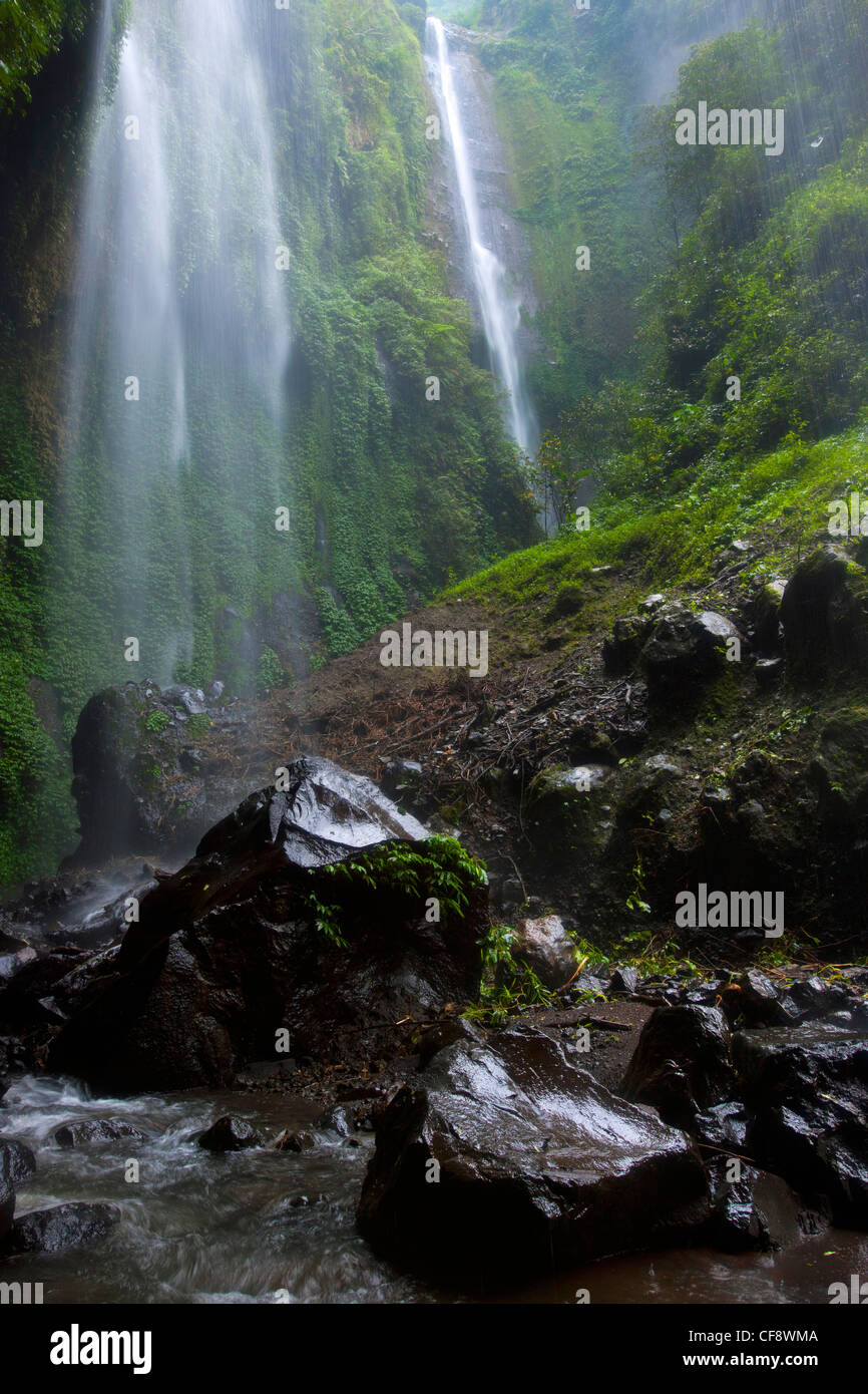 Madakaripura, Indonesia, Asia, Java, primeval forest, jungle, rain ...