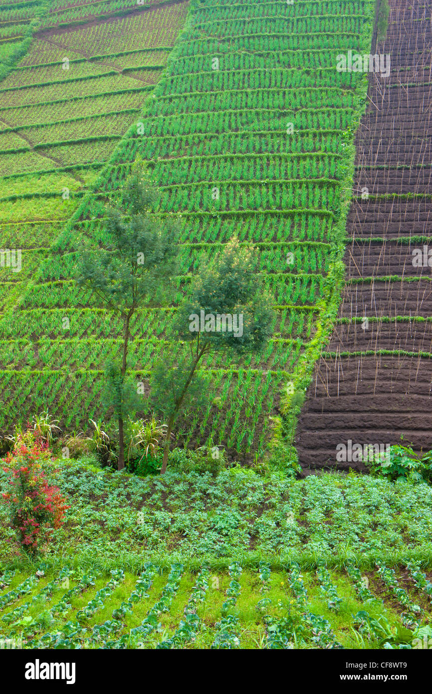 Ngadas, Indonesia, Asia, Java, fields, agriculture Stock Photo - Alamy