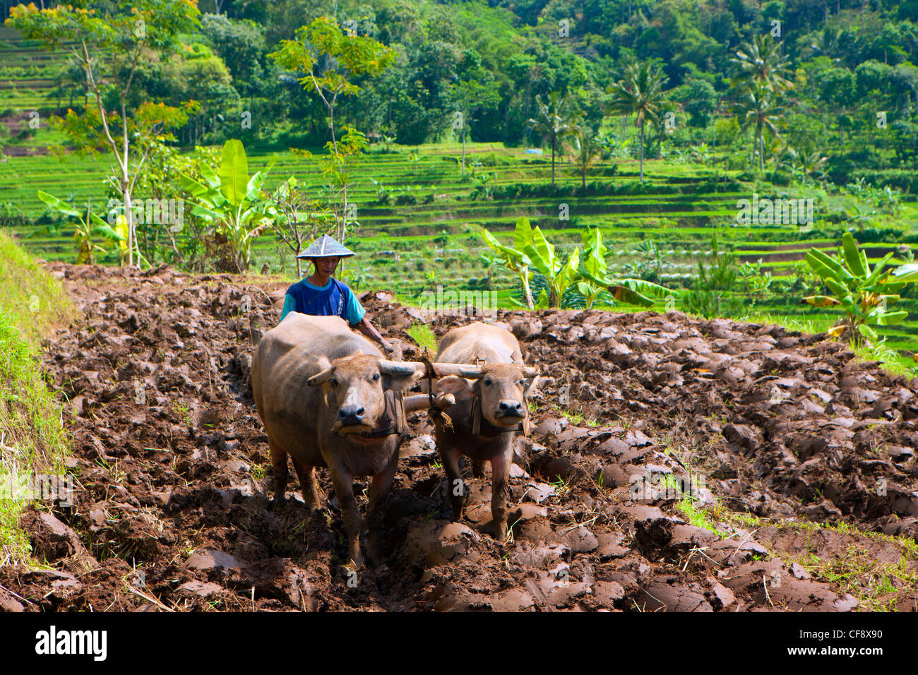 Selogriyo, Indonesia, Asia, Java, rice fields, rice, cultivation ...
