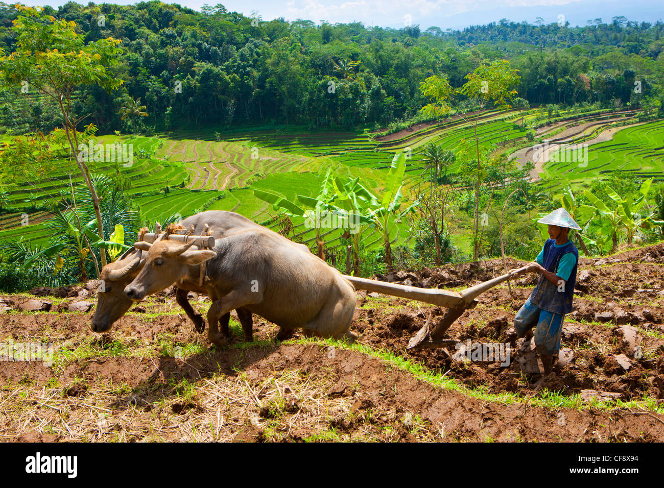 Selogriyo, Indonesia, Asia, Java, rice fields, rice, cultivation ...