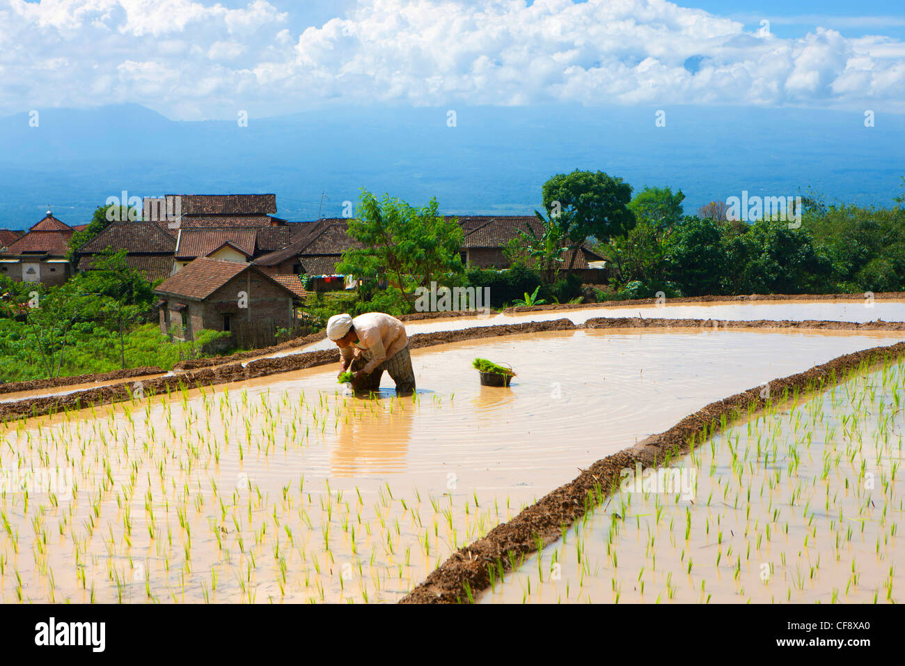 Selogriyo, Indonesia, Asia, Java, rice fields, rice, cultivation ...