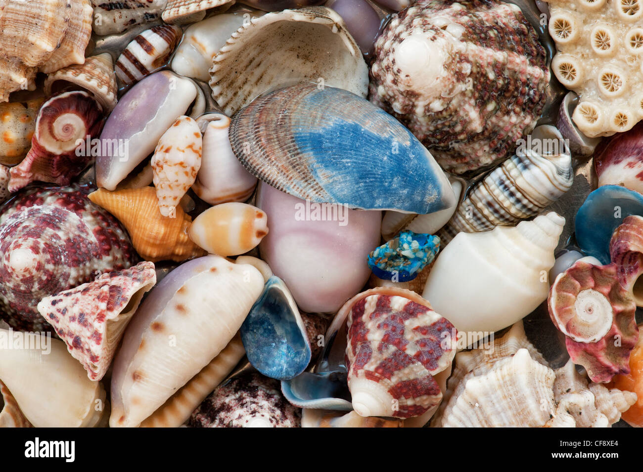 Seashell varieties hi-res stock photography and images - Alamy