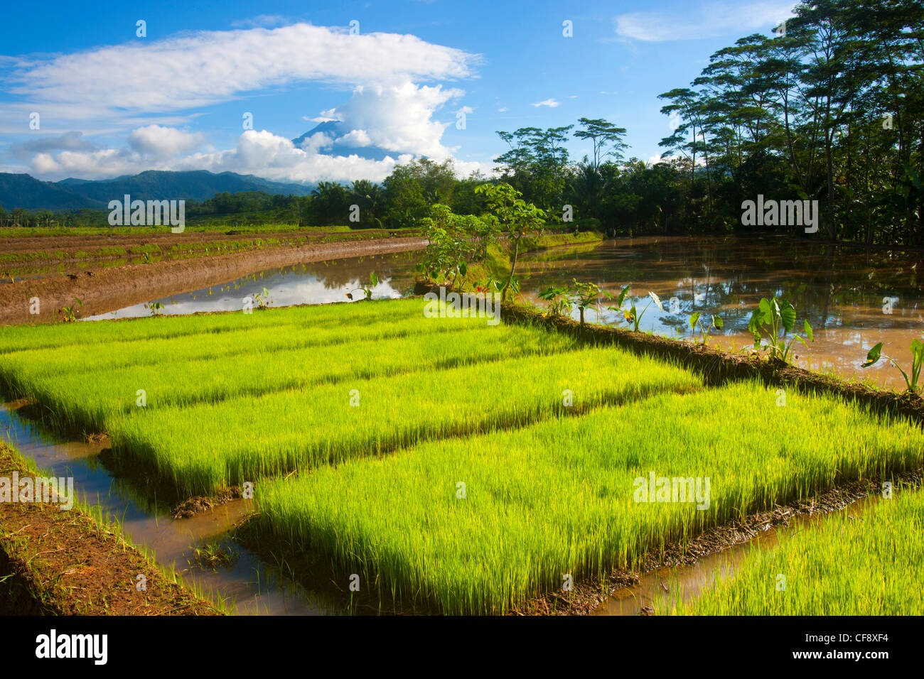 Sumbing, Indonesia, Asia, Java, rice fields, rice, cultivation ...