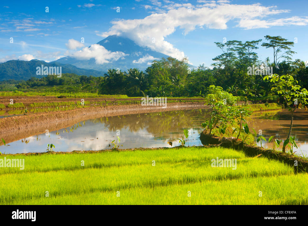 Sumbing, Indonesia, Asia, Java, rice fields, rice, cultivation ...