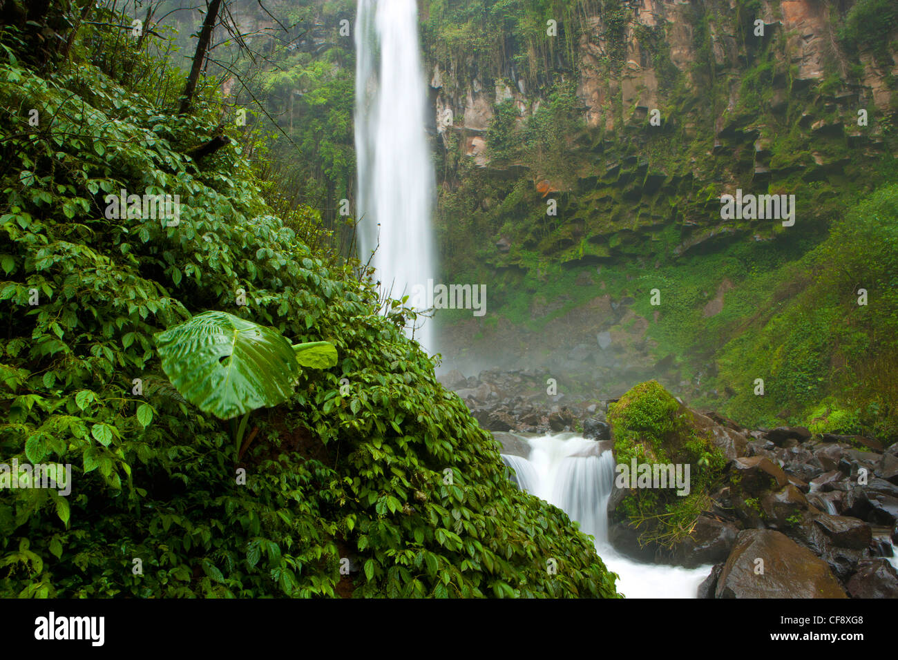 Tawangmangu, Indonesia, Asia, Java, primeval forest, jungle, rain ...