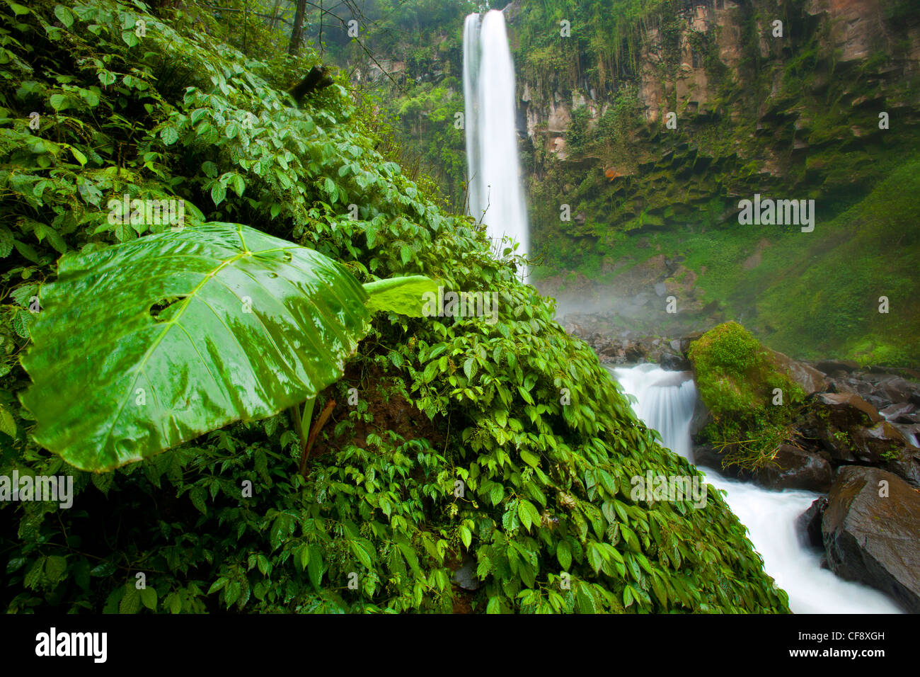 Tawangmangu, Indonesia, Asia, Java, primeval forest, jungle, rain ...