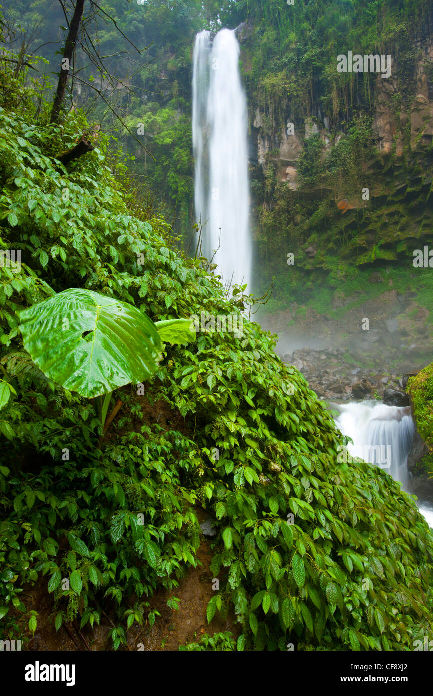 Tawangmangu, Indonesia, Asia, Java, primeval forest, jungle, rain ...