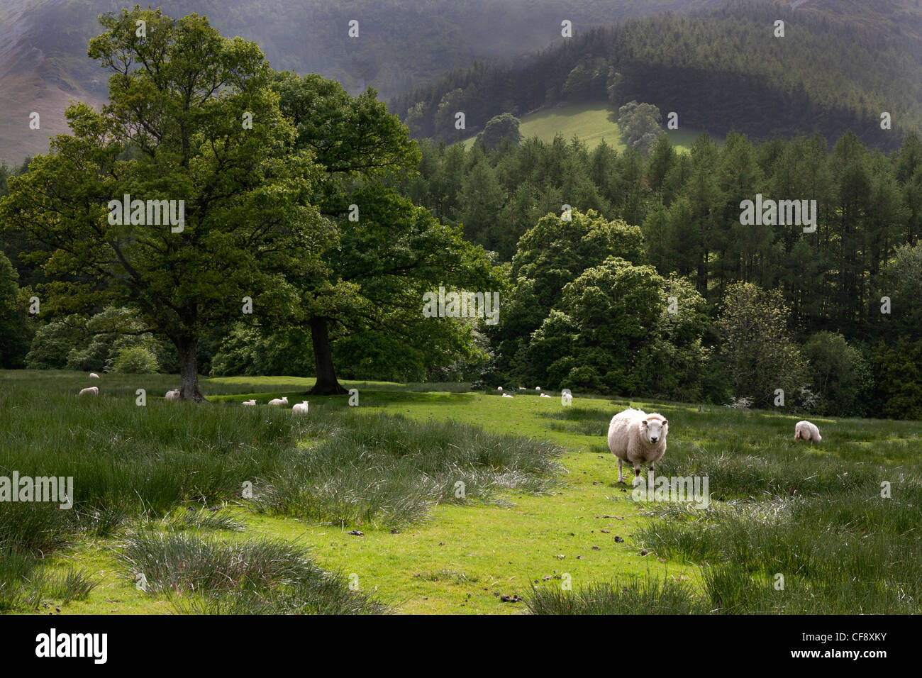 Sheep in the fields near Llan Festiniog in the Snowdonia National Park ...