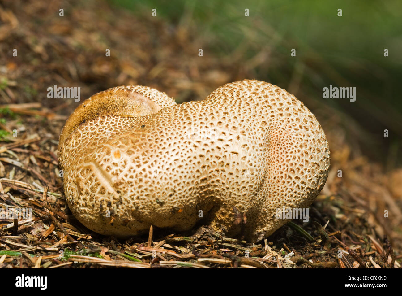 Pigskin poison puffball (Scleroderma vulgare) on needles of pine trees ...