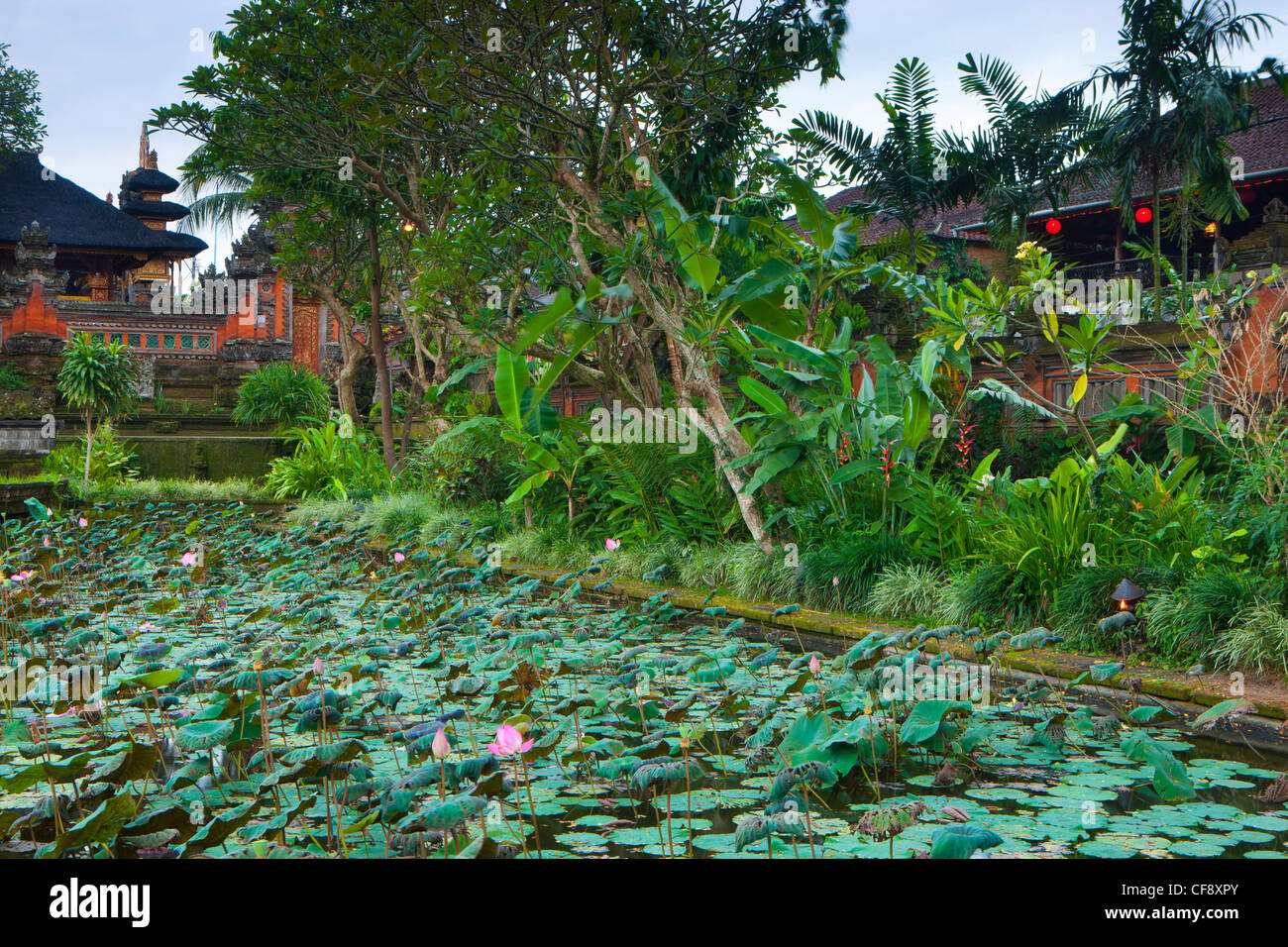 Ubud, Lotus, pond, Indonesia, Asia, Bali, culture, religion, plants ...