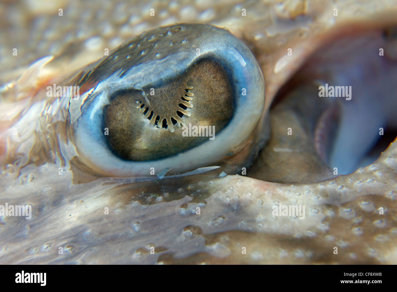 The eye of a Thornback Ray Stock Photo - Alamy