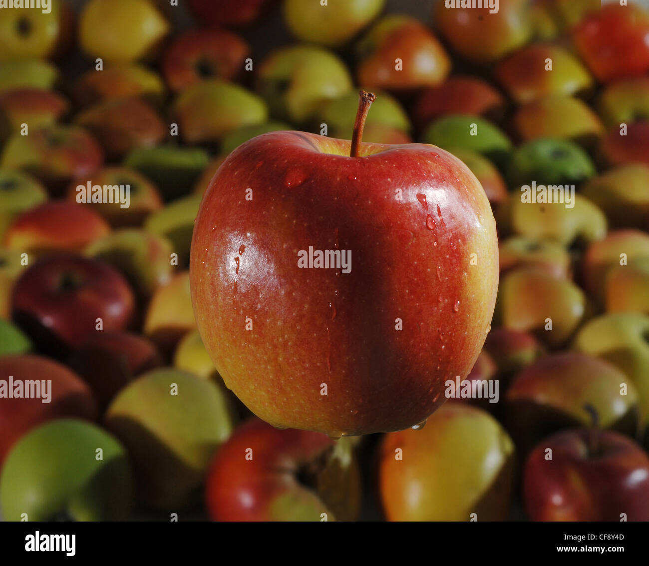 red, green, yellow, apple, agriculture, harvest, crop, light, freshly, healthy, fruit, many ...