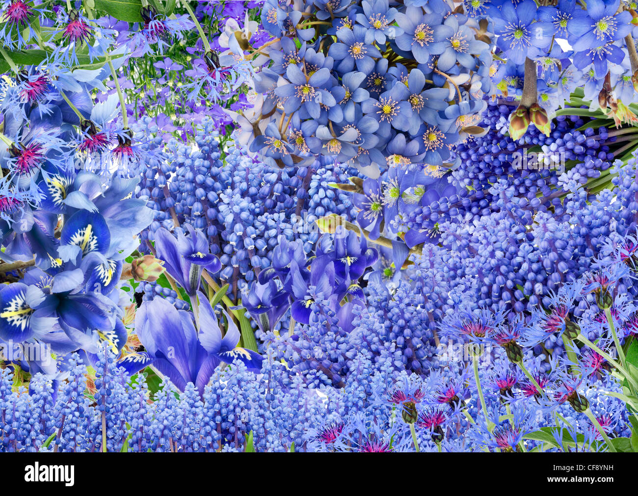 Only blue flowers spring seasonal floral collage background Stock Photo ...