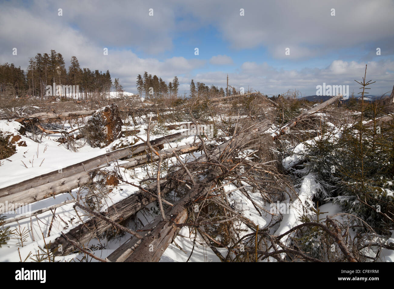Forest after cyclone Kyrill, Mountain Ettelsberg, Willingen, Upland ...