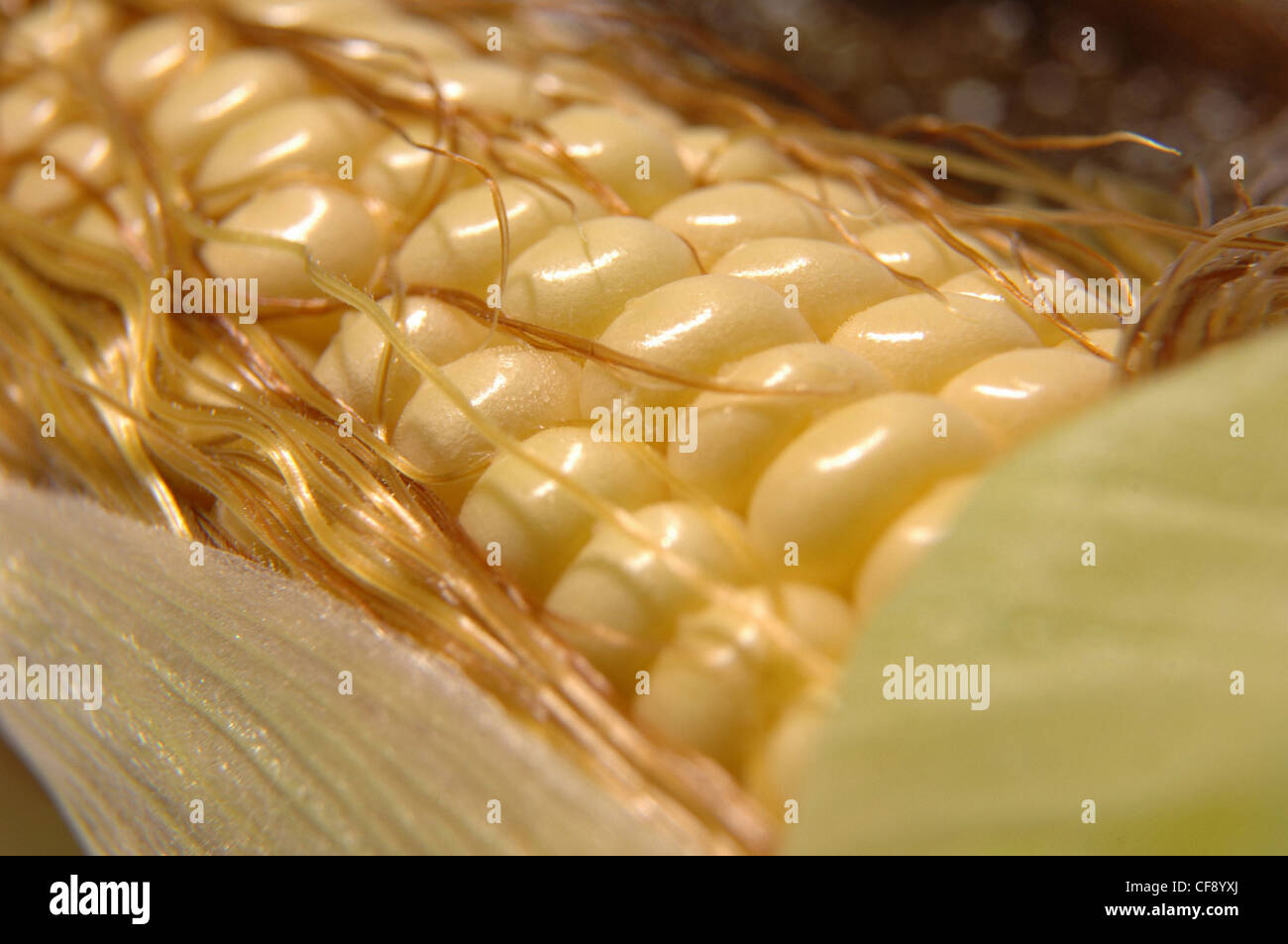 Maize, Corn, corncob, agriculture, materials, commodities, food, eatings Stock Photo - Alamy