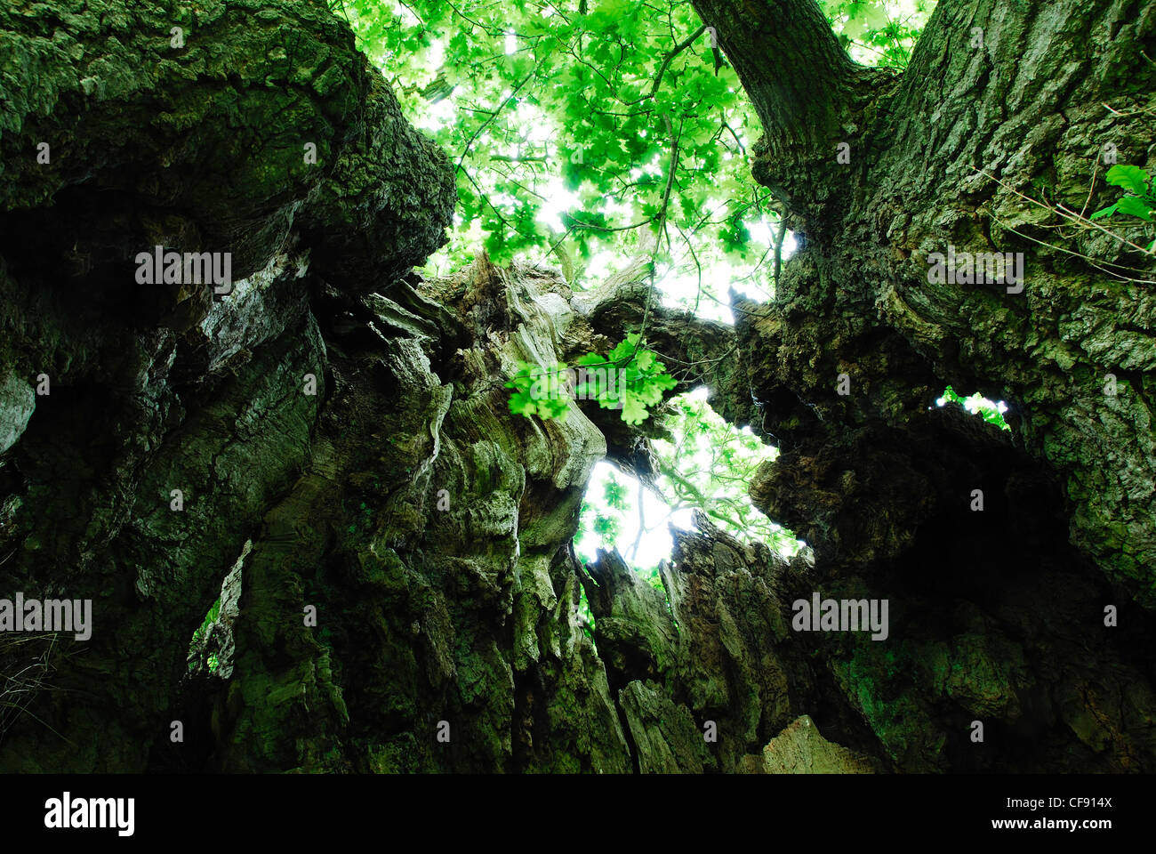 A view inside the Wyndham oak tree Stock Photo - Alamy