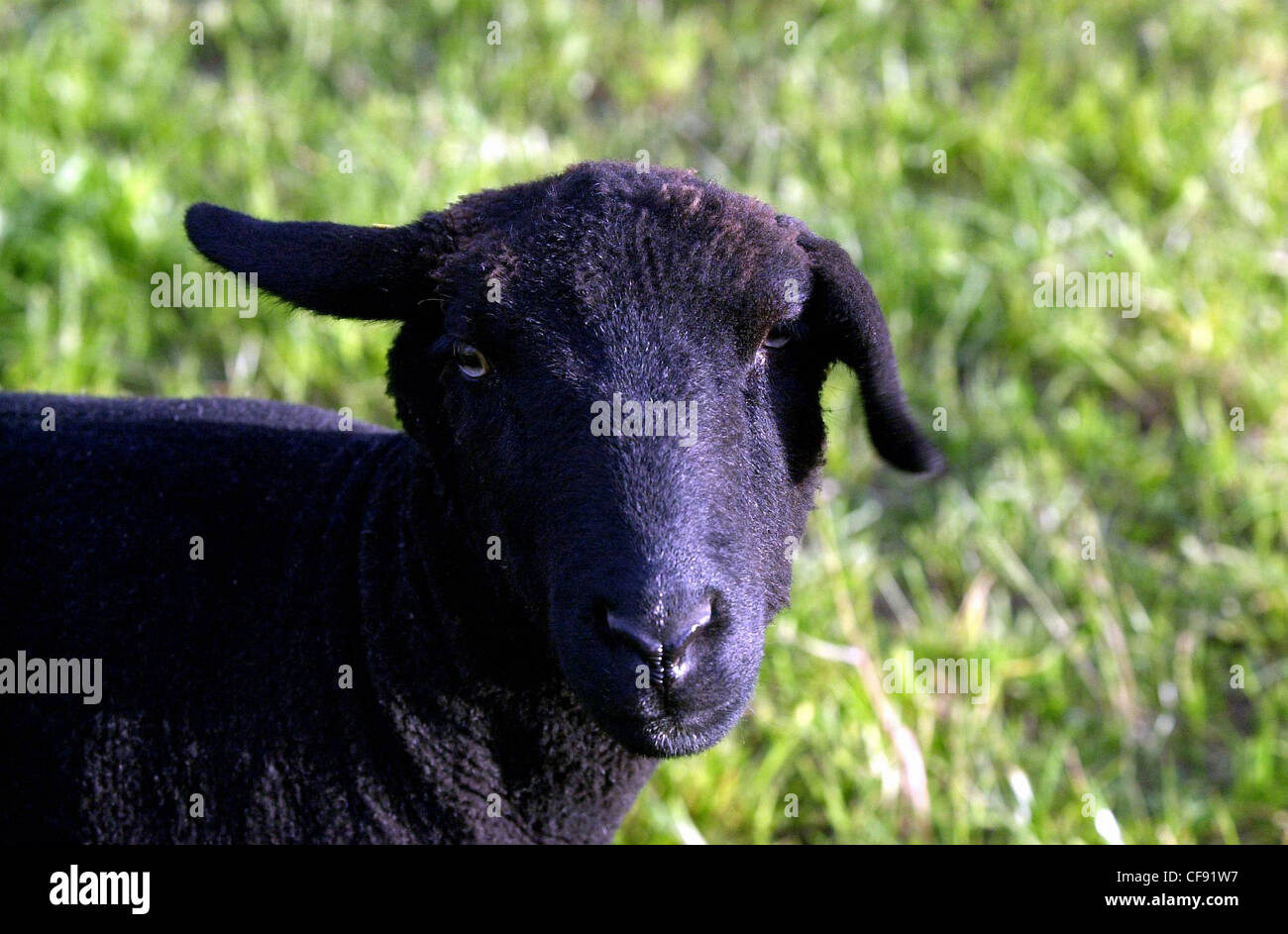 Sheep, black, black sheep, agriculture, meadow Stock Photo - Alamy