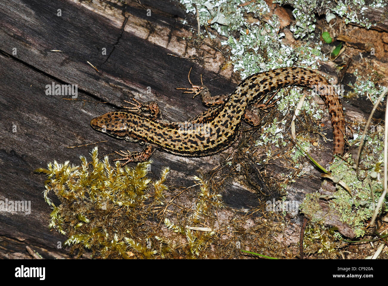 Lizard with a pattern hi-res stock photography and images - Alamy