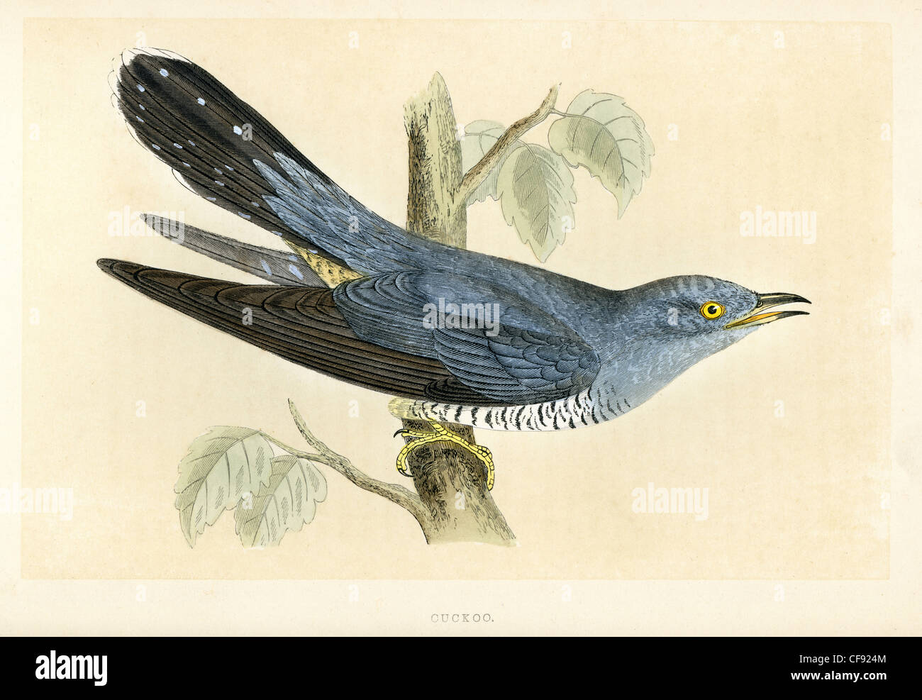 Vintage print of a Common Cuckoo (Cuculus canorus) is a member of the ...