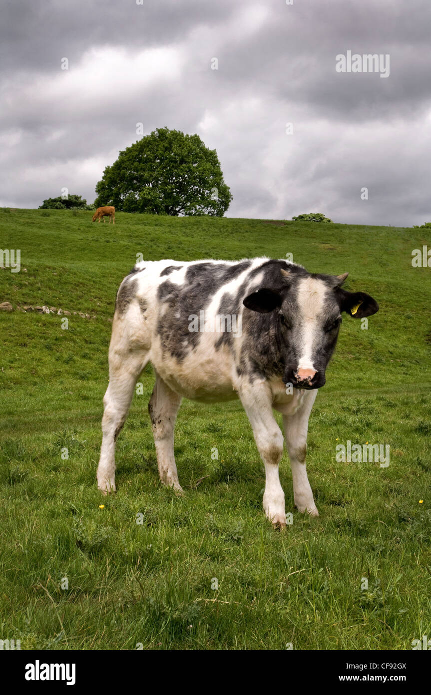 Dairy Calf shot in Yorkshire Stock Photo - Alamy
