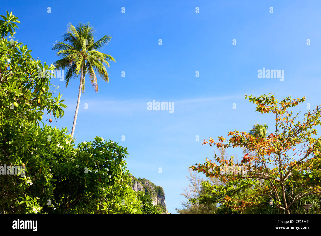 green thai trees against blue sky background Stock Photo - Alamy