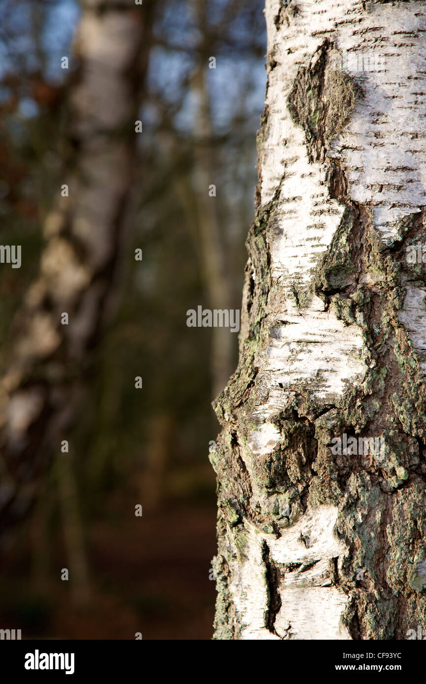 Surrey sssi woodland heathland hi-res stock photography and images - Alamy