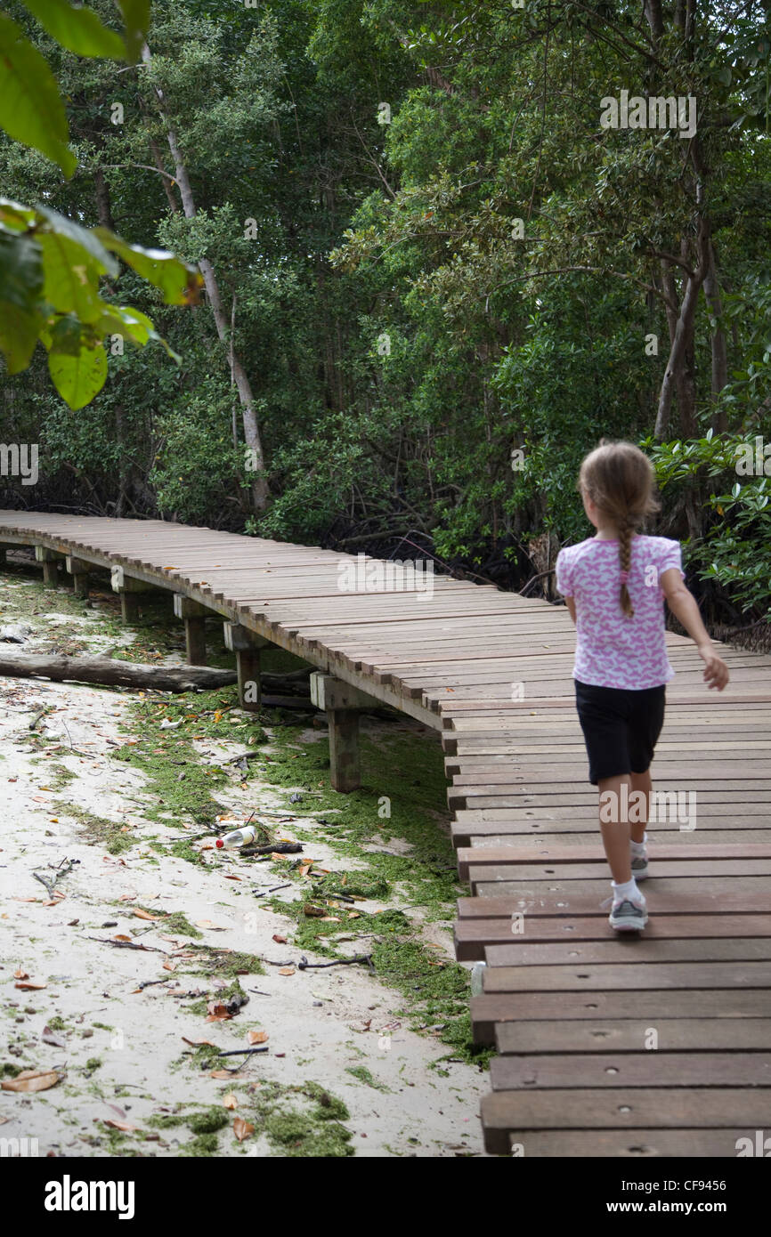 Boardwalk through mangrove swamp Pulau ubin island off Singapore coast ...