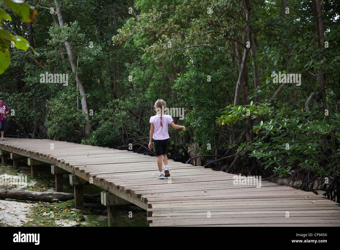 Boardwalk through mangrove swamp Pulau ubin island off Singapore coast ...