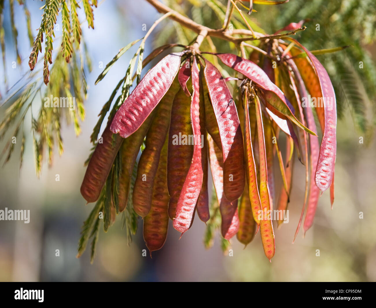 Acacia seeds hi-res stock photography and images - Alamy
