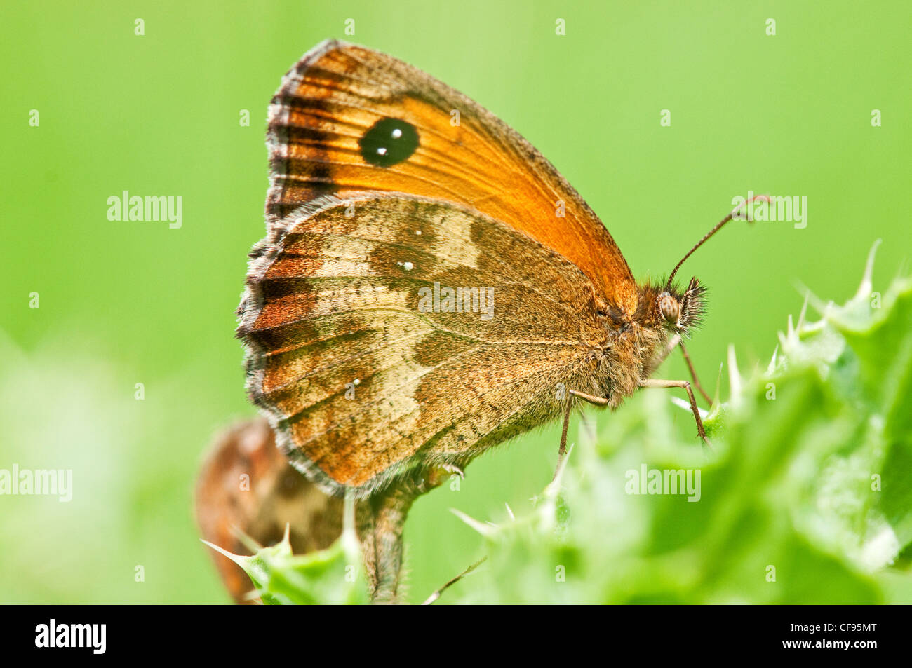 Gatekeeper hi-res stock photography and images - Alamy