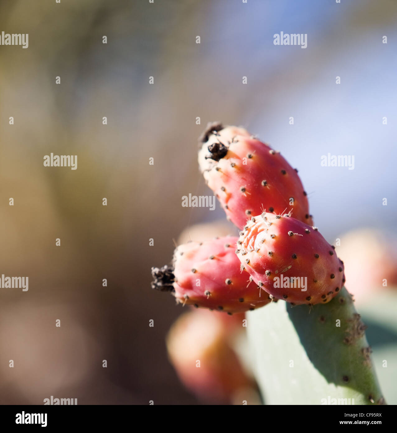 Eating prickly pear hi-res stock photography and images - Alamy