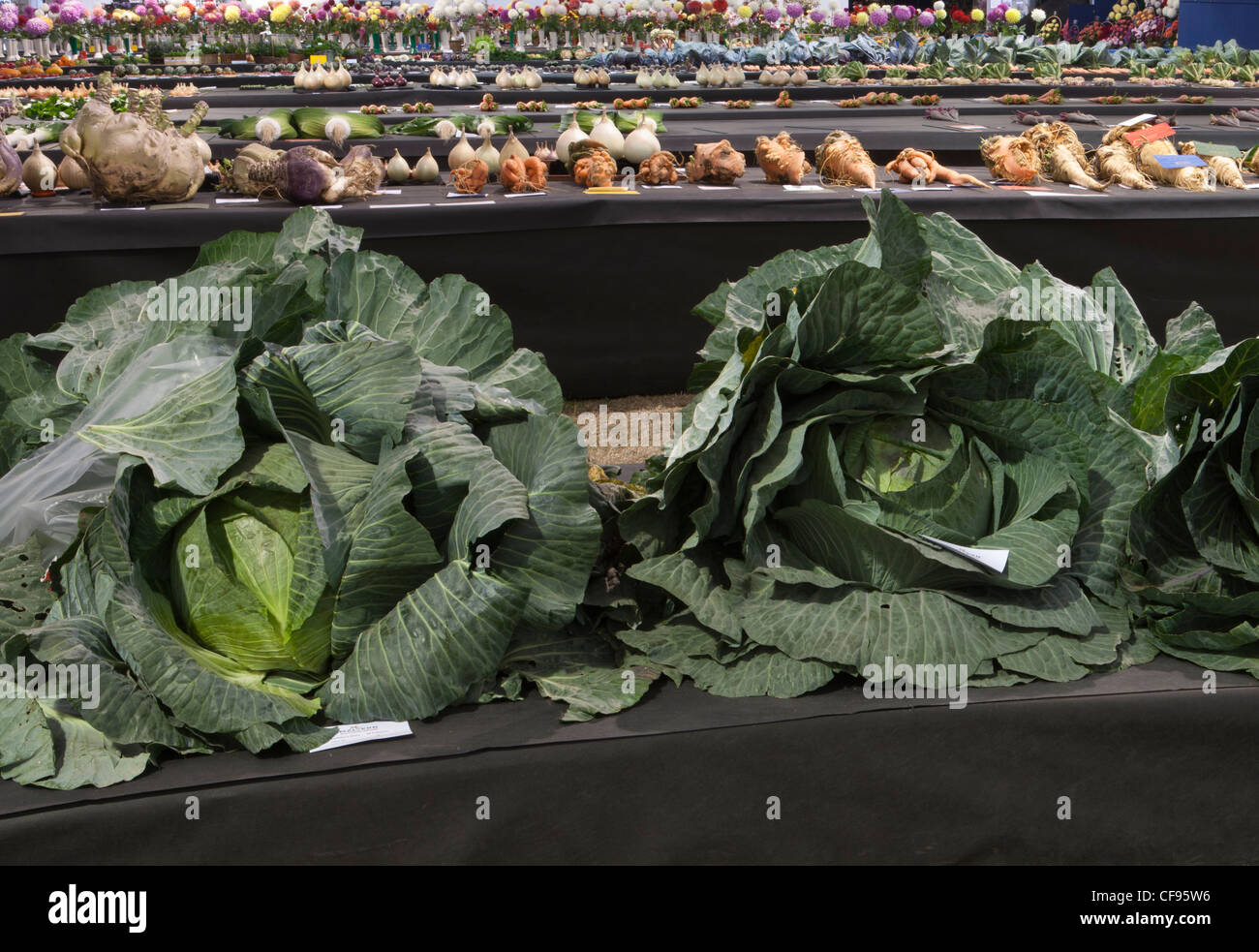 Prize winning vegetables at Malvern Autumn Show 2011 Three Counties ...
