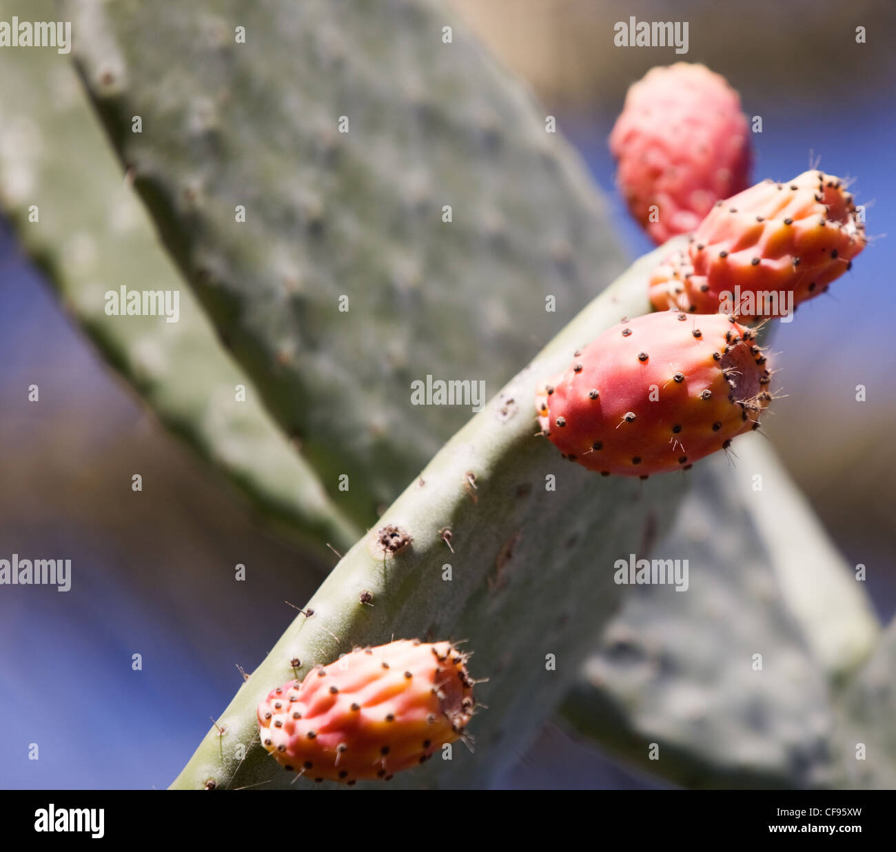 Close-up of opuntia prickly pear fruit Stock Photo - Alamy