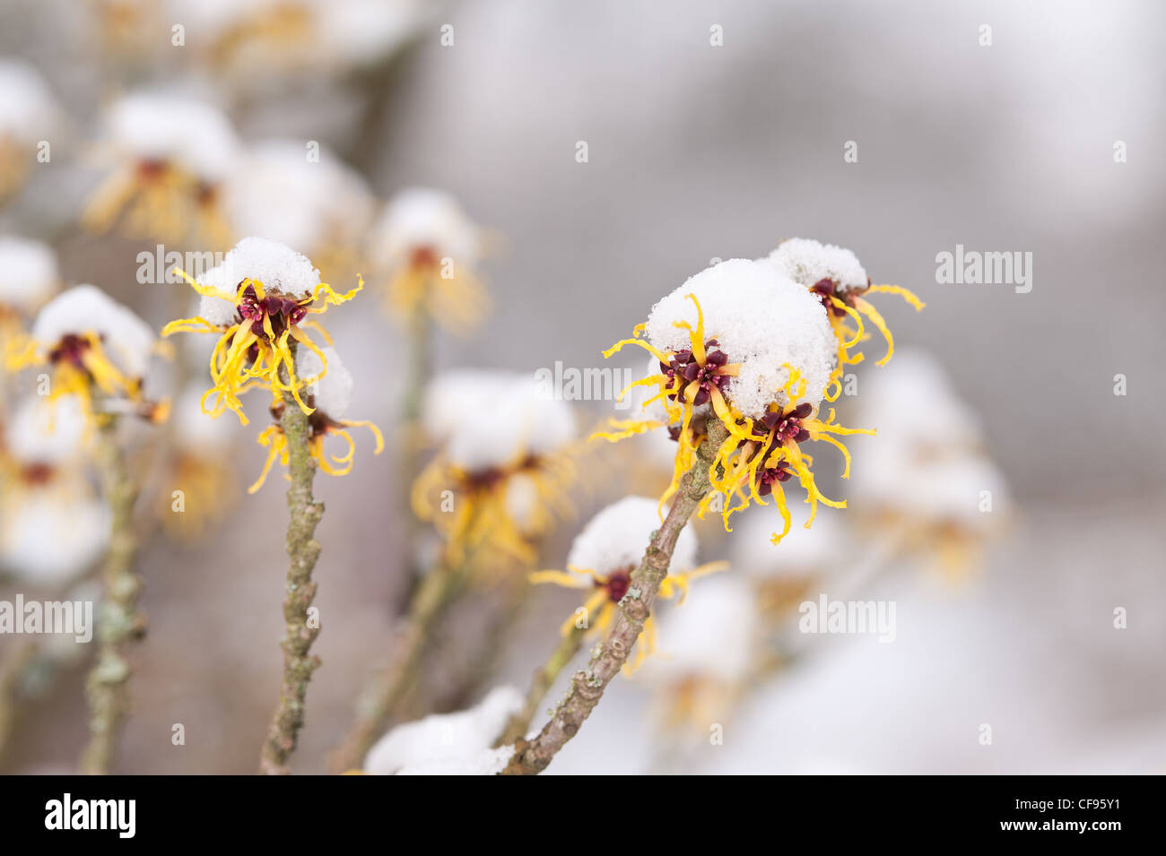 Blooming Witch Hazel Hamamelis mollis , a deciduous winter flowering ...