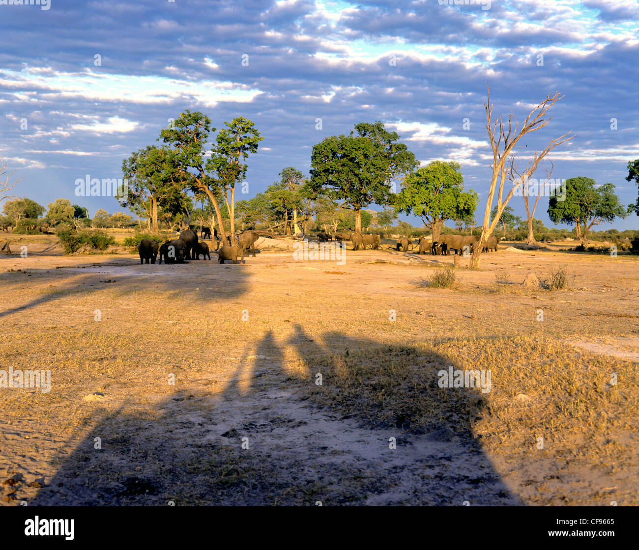 Africa, Zimbabwe, Hwange, National Park, tourism, safari, elephant ...