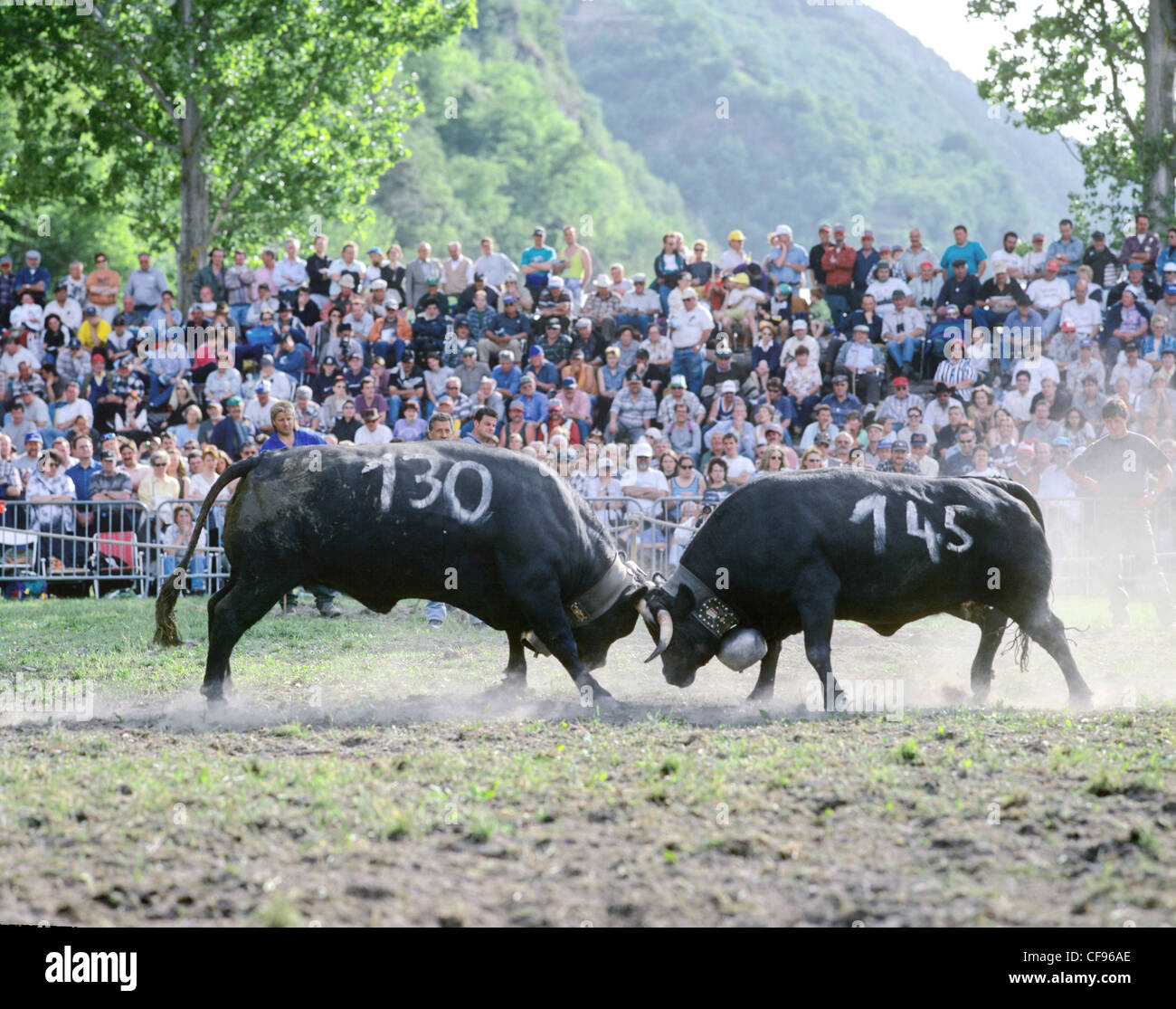 Switzerland, Valais, Aproz, village, Combat des Reines, cow, fights ...