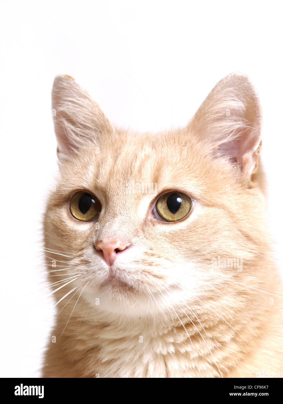 Ginger cat sitting down hi-res stock photography and images - Alamy
